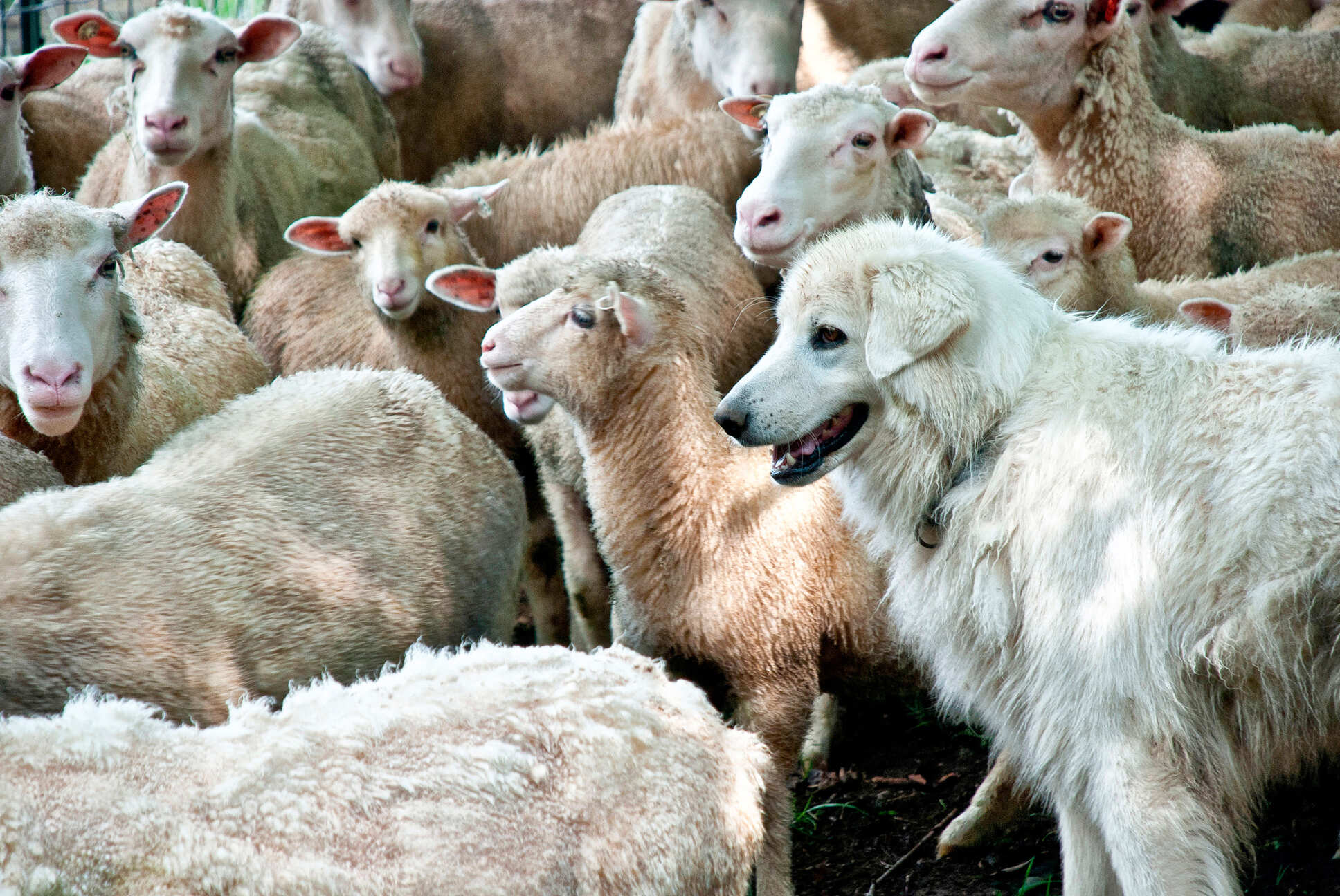 Puedes Entrenar A Una Oveja Como A Un Perro